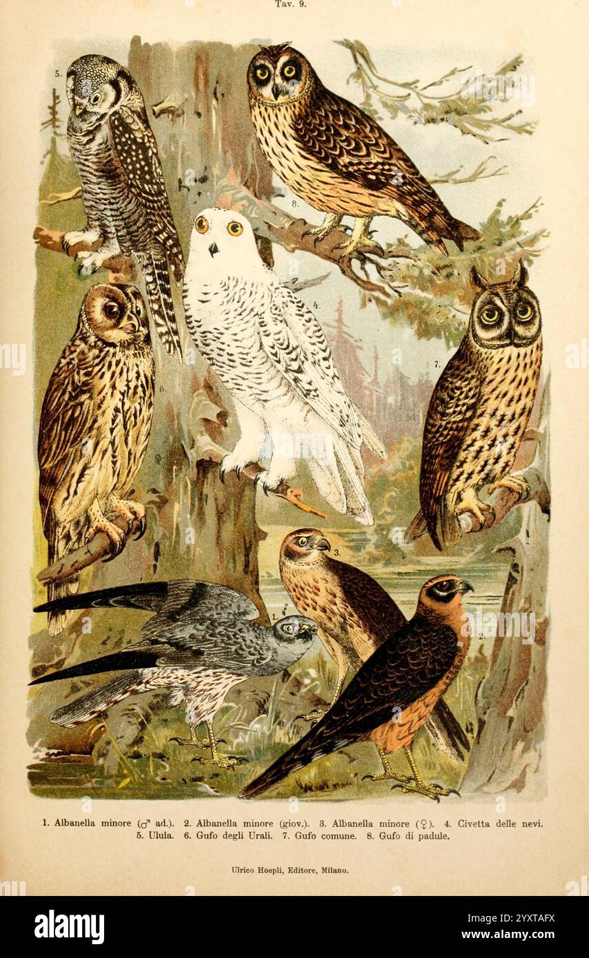 Top row features three owls hi-res stock photography and images - Alamy