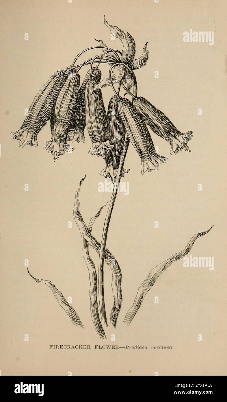 Elongated tubular petals hi-res stock photography and images - Alamy