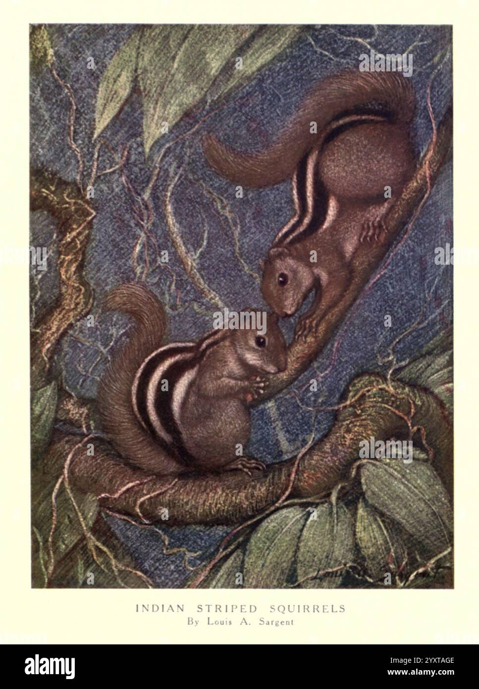 Animal behavior funambulus hi-res stock photography and images - Alamy