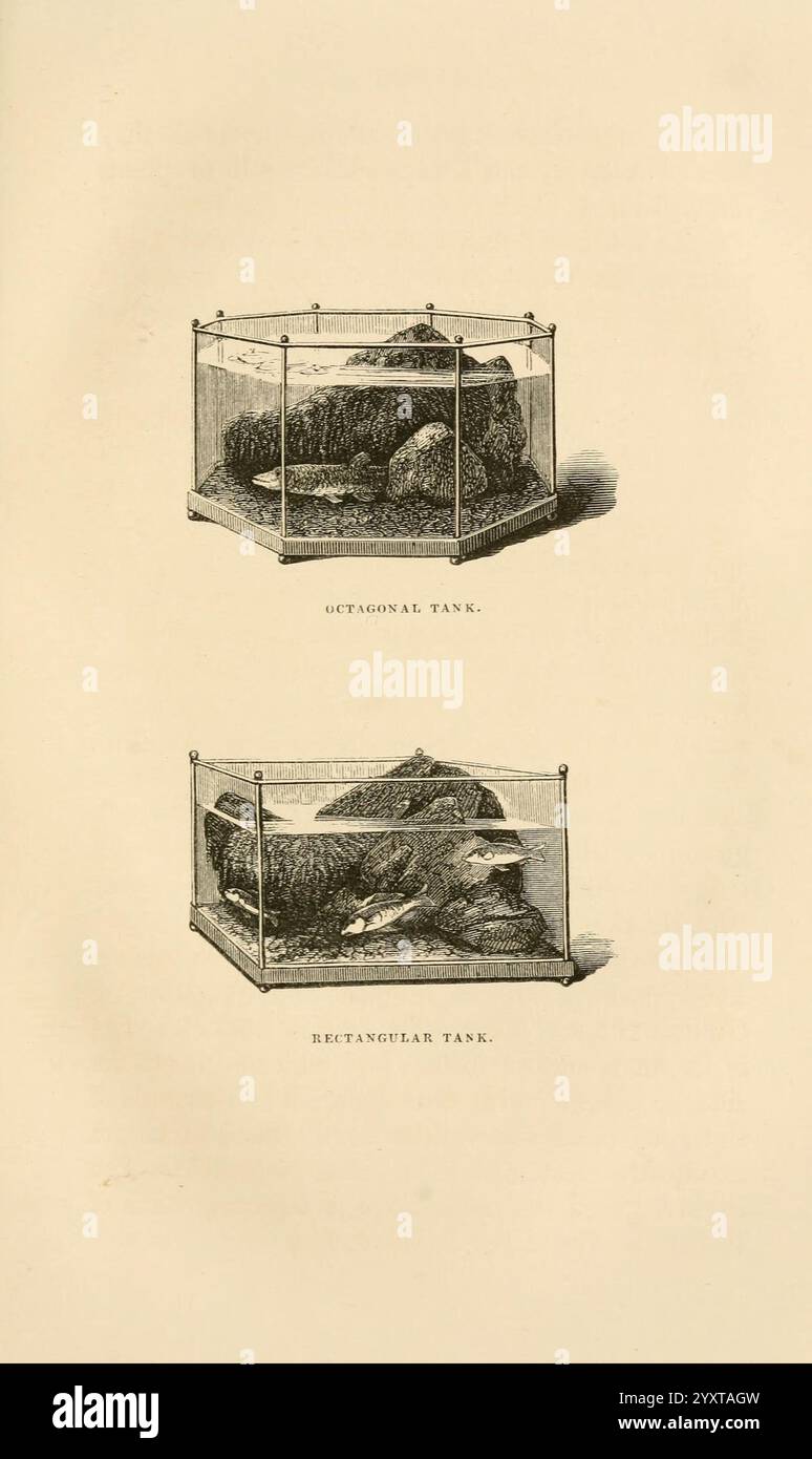 The aquarium: an unveiling of the wonders of the deep sea. London, J ...