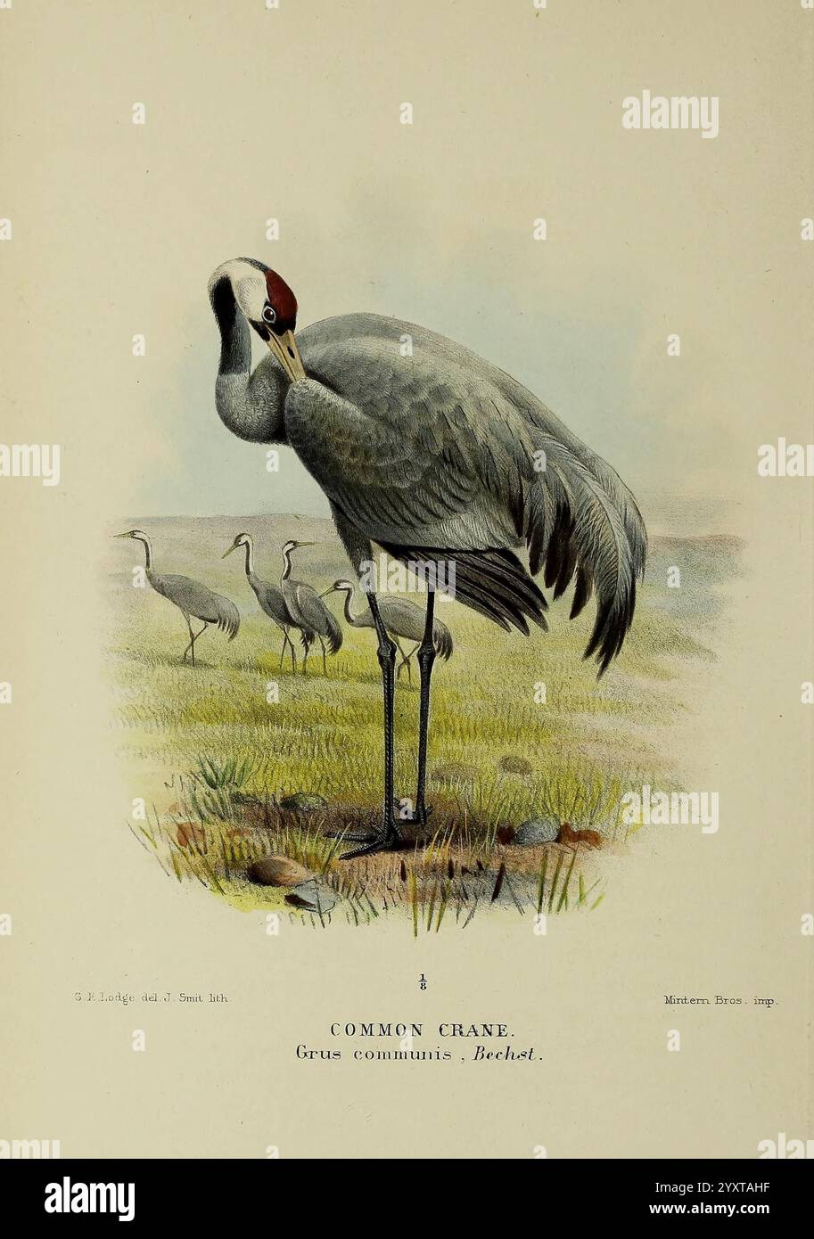 Coloured figures of the birds of the British Islands, issued by Lord ...