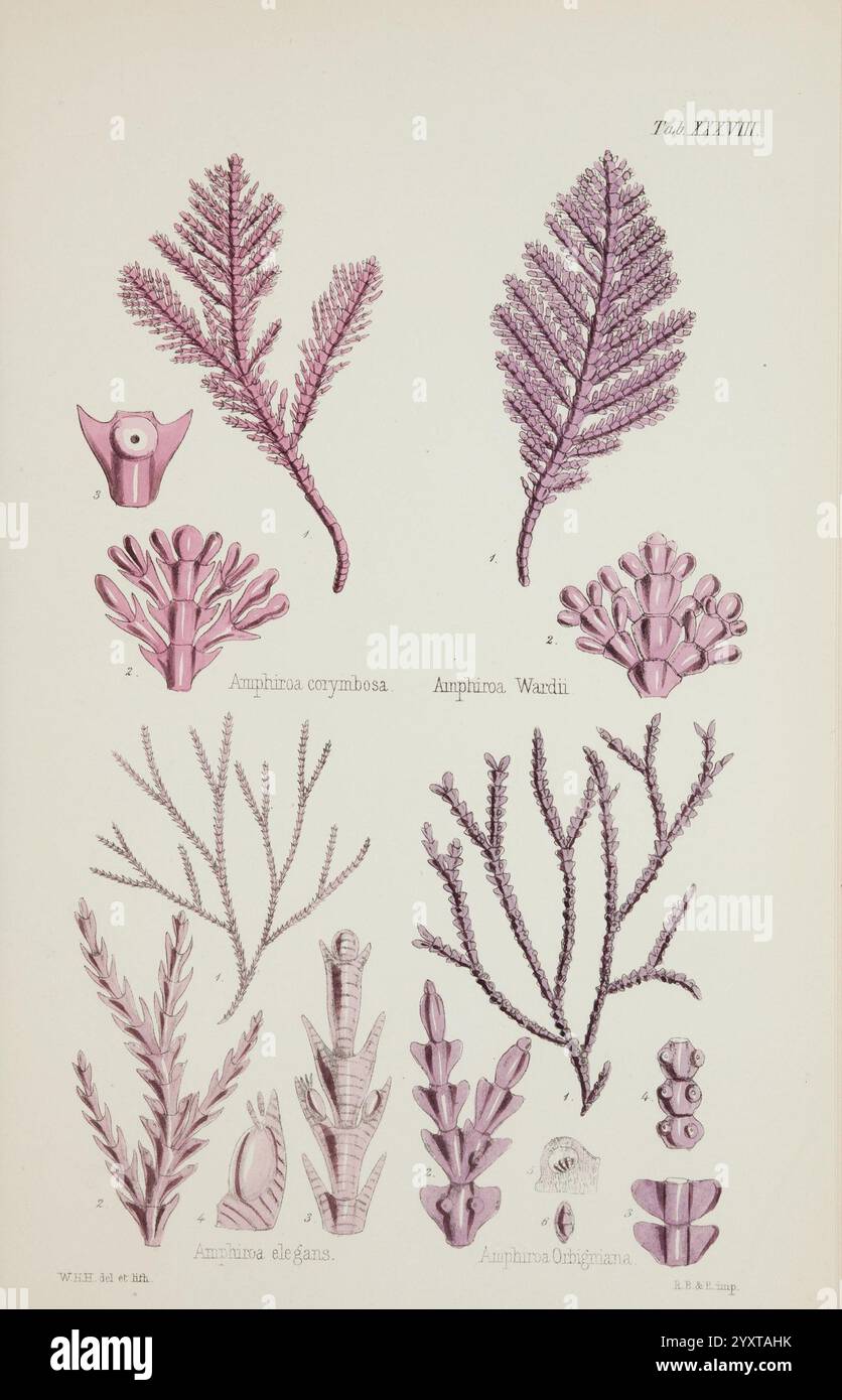 Nereis australis, Algae of the southern ocean, London, Reeve Brothers ...
