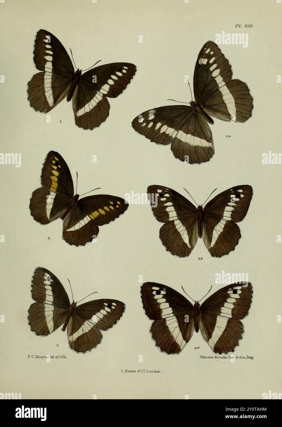 Prominent white markings hi-res stock photography and images - Alamy