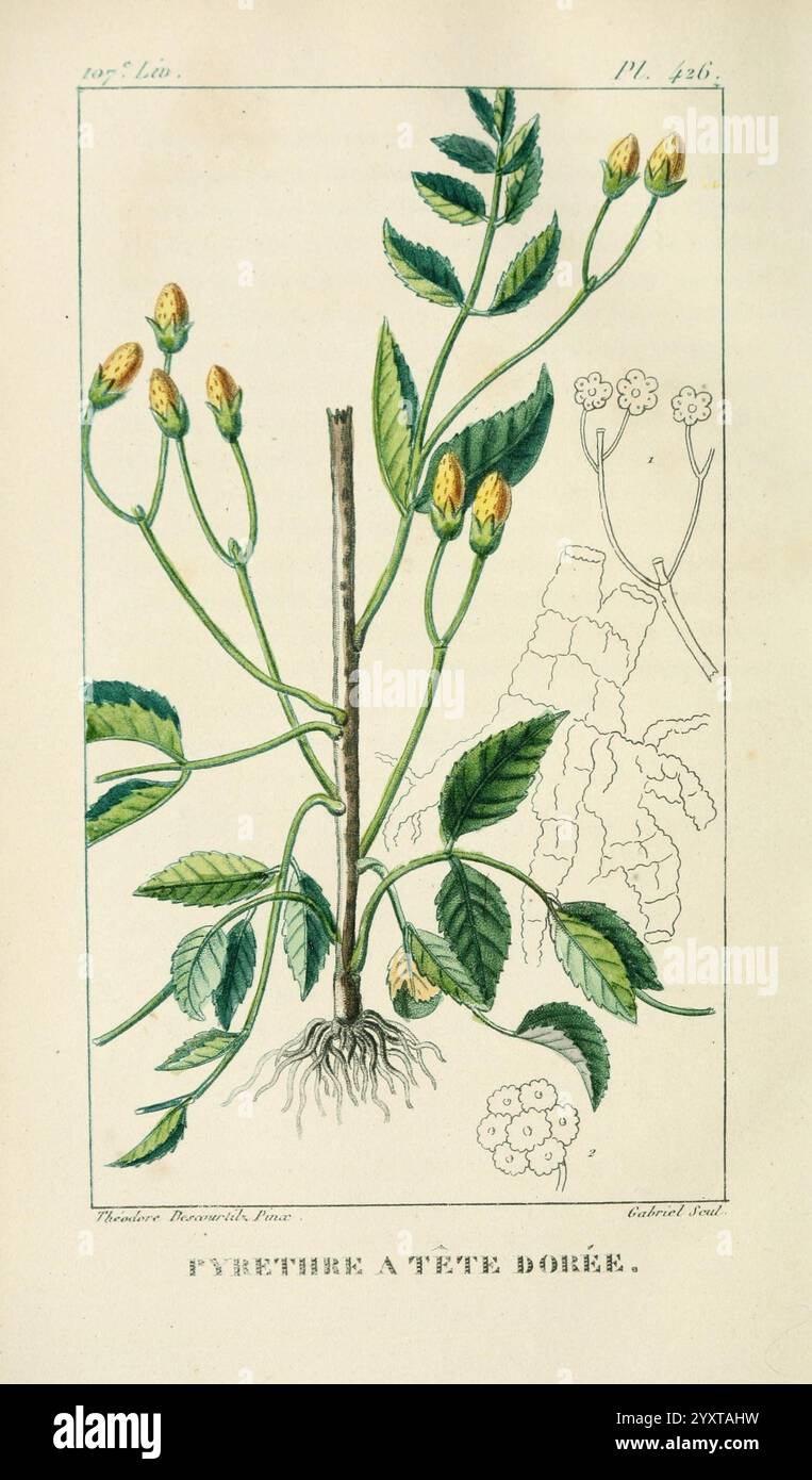 Flore pittoresque et médicale des Antilles, Paris, Pichard, 1821-1829 ...