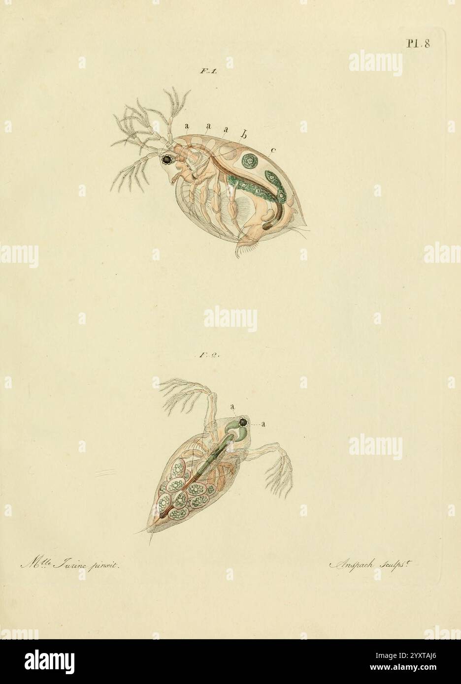 Water flea taxonomy hi-res stock photography and images - Alamy