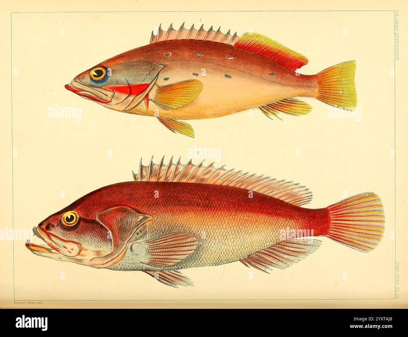 Narrative of the expedition of an American squadron to the China Seas ...