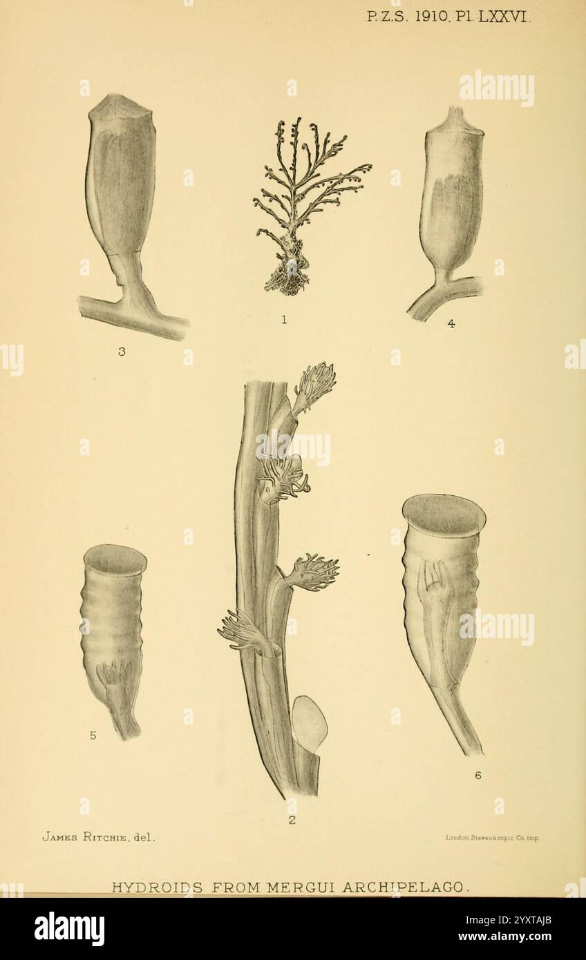 Distinctive tubular shapes characteristic hi-res stock photography and ...