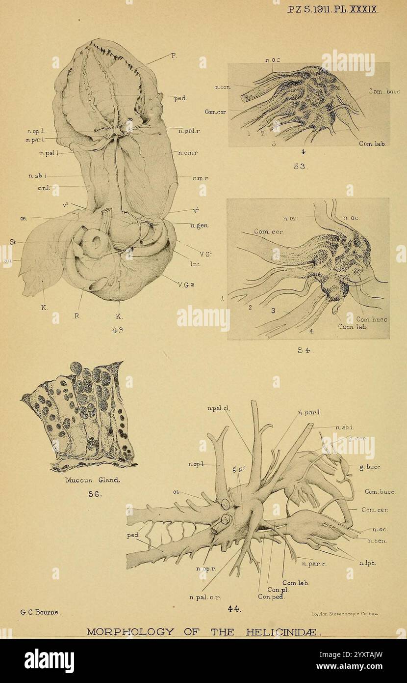 Illustration showcases various anatomical structures hi-res stock ...