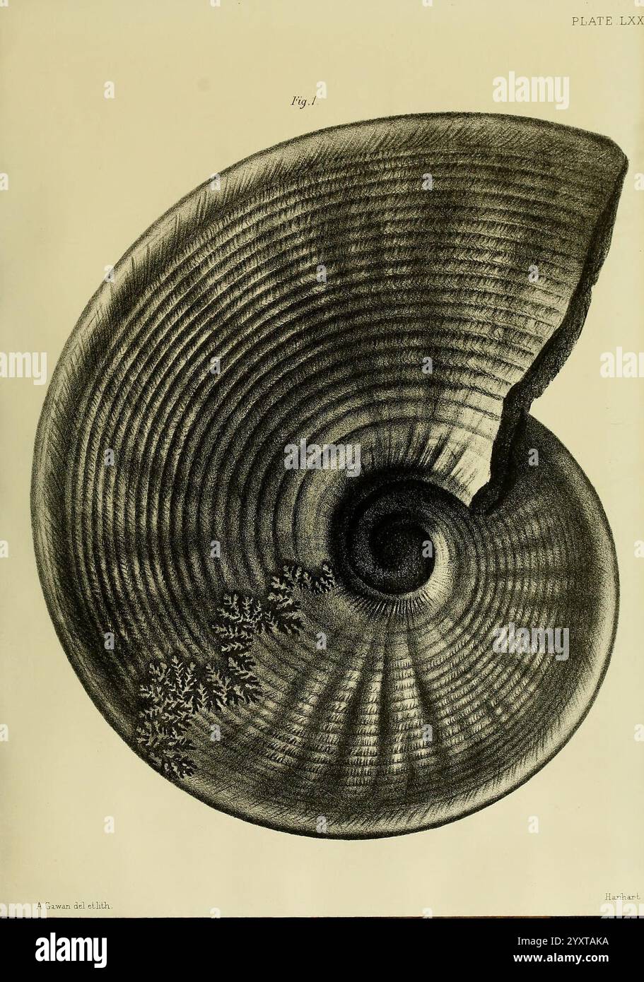 Prominent coral formation hi-res stock photography and images - Alamy