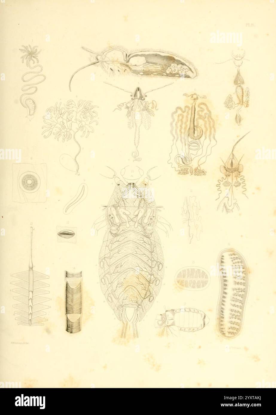 Cataloging marine biodiversity hi-res stock photography and images - Alamy
