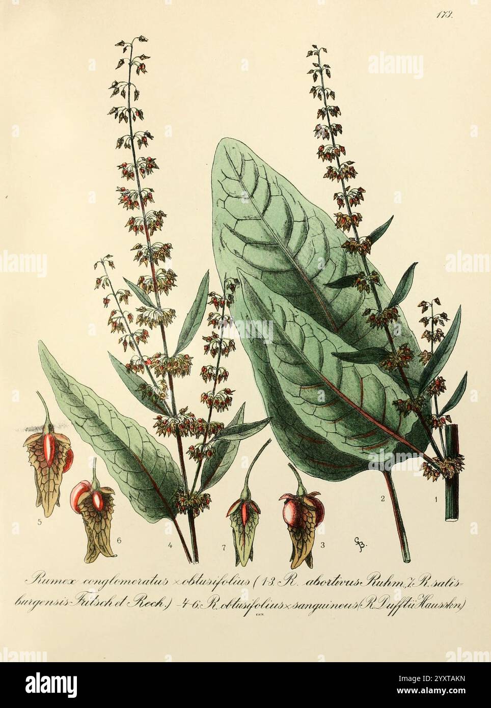 Rumex angularis hi-res stock photography and images - Alamy