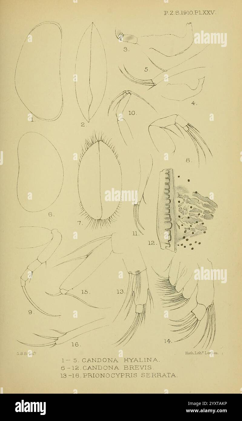 Drawing meticulously captures hi-res stock photography and images - Alamy