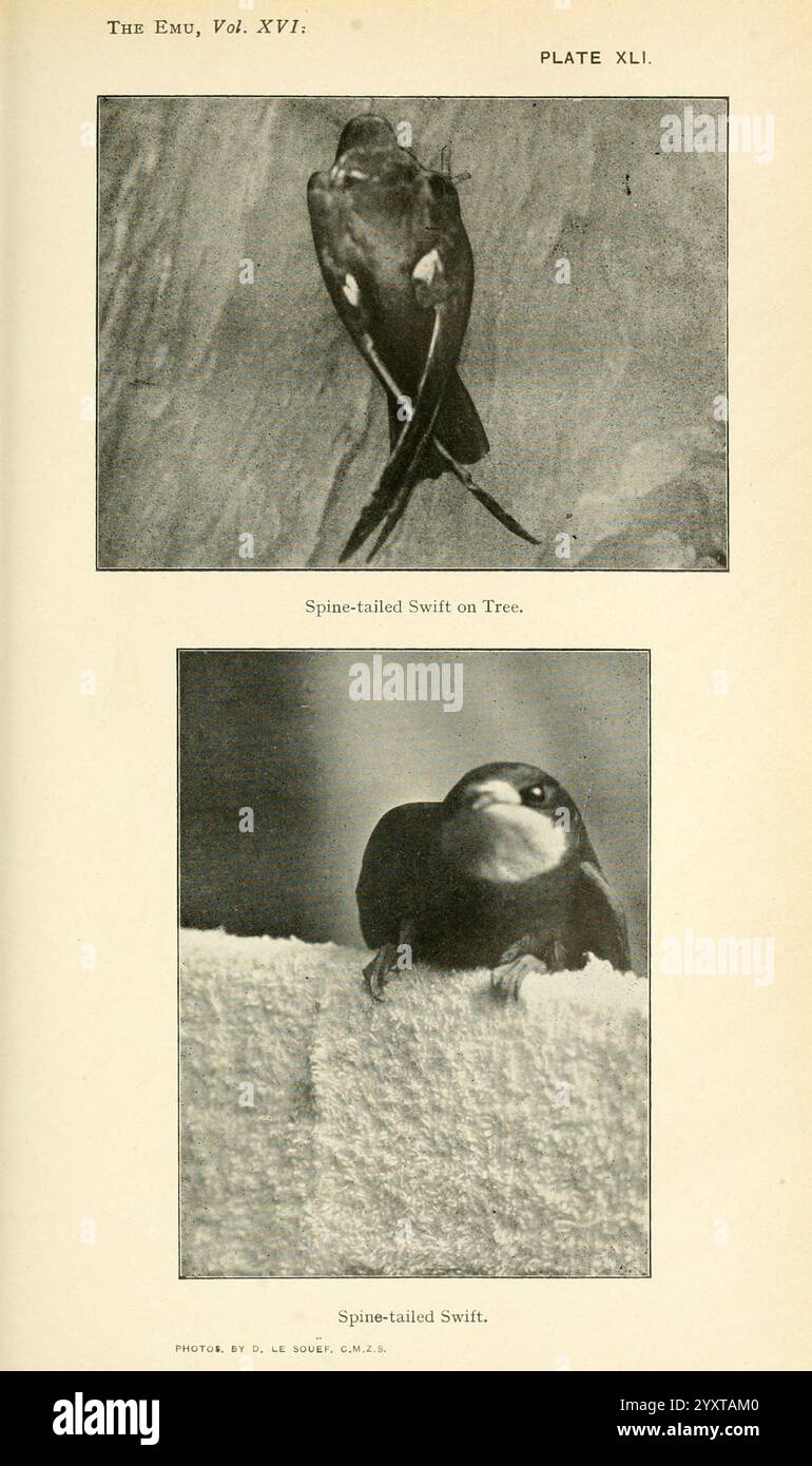 Birds unique characteristics hi-res stock photography and images - Alamy