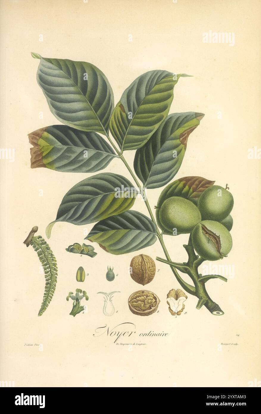 Walnut trees life cycle hi-res stock photography and images - Alamy