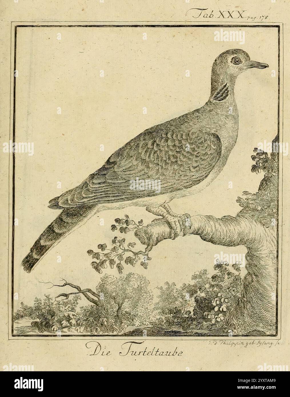 Die turteltaube hi-res stock photography and images - Alamy