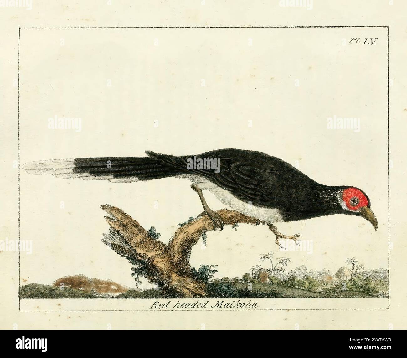 Malkoha characteristics hi-res stock photography and images - Alamy