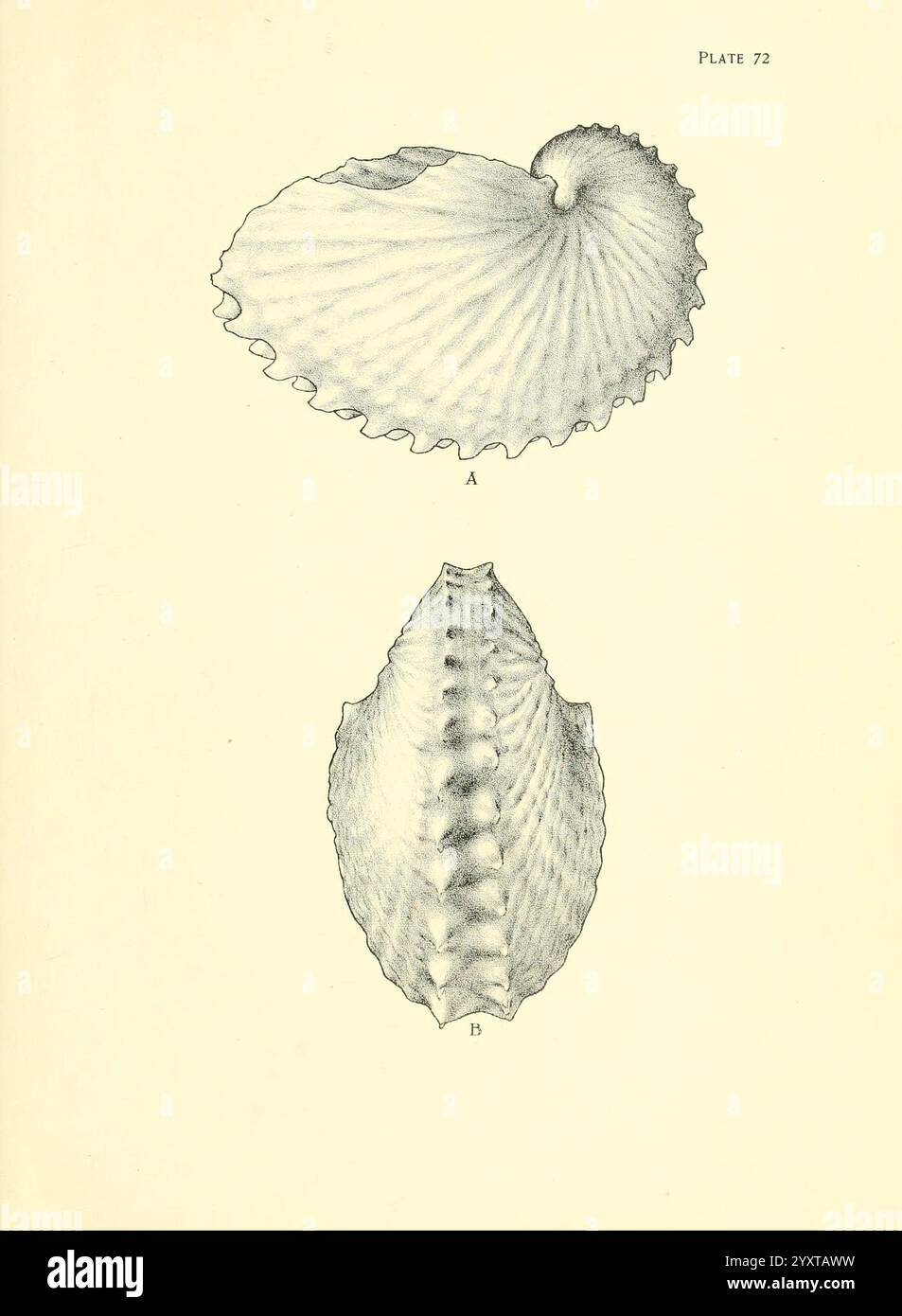 Manual of the New Zealand mollusca Wellington N. Z. J. Mackay govt ...