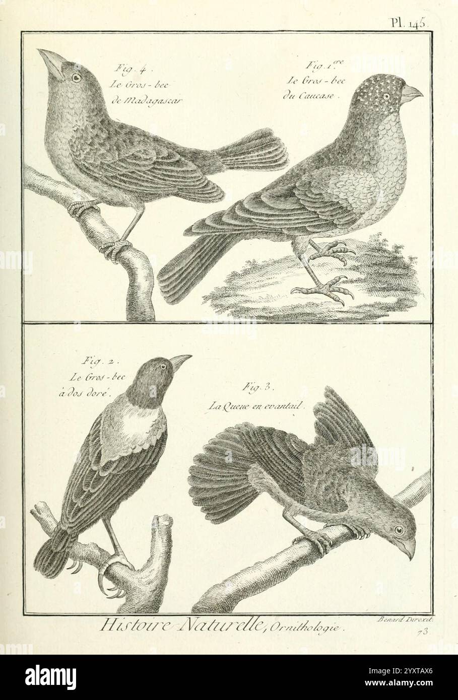 Illustration showcases two different bird species hi-res stock ...