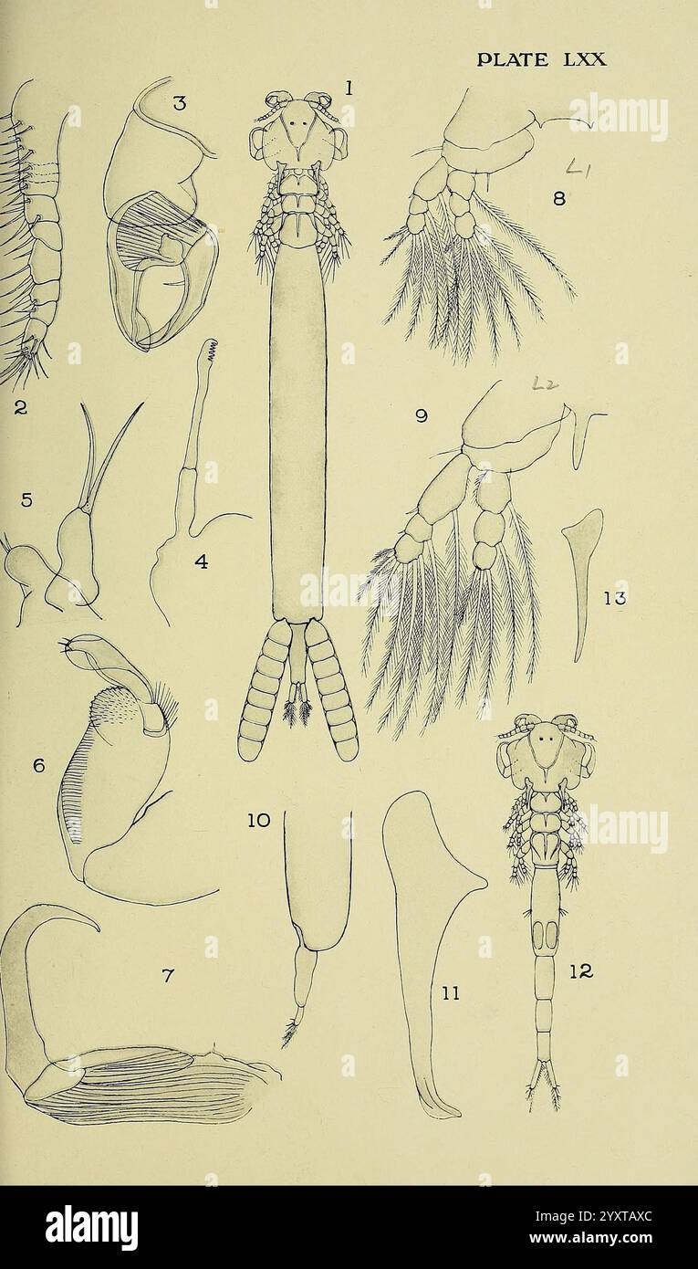 The, British, parasitic, Copepoda, London, 1913, Great, Britain ...