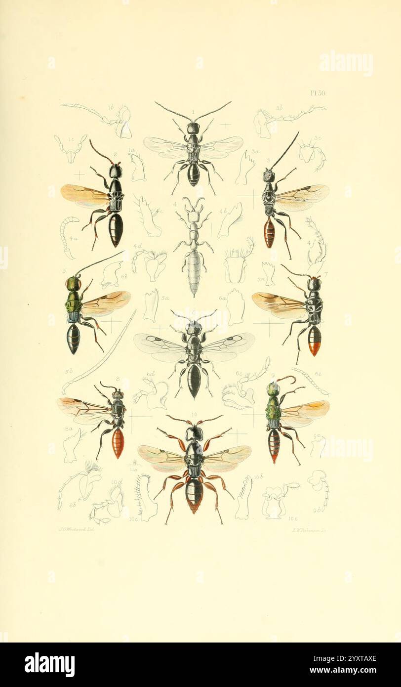 Top three ants present hi-res stock photography and images - Alamy