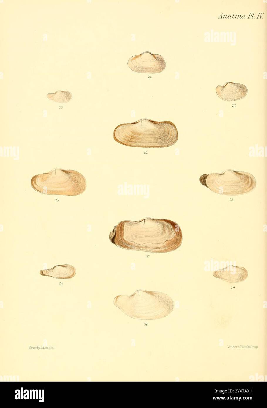 Conchologia Iconica, or Illustrations of the Shells of Molluscous ...