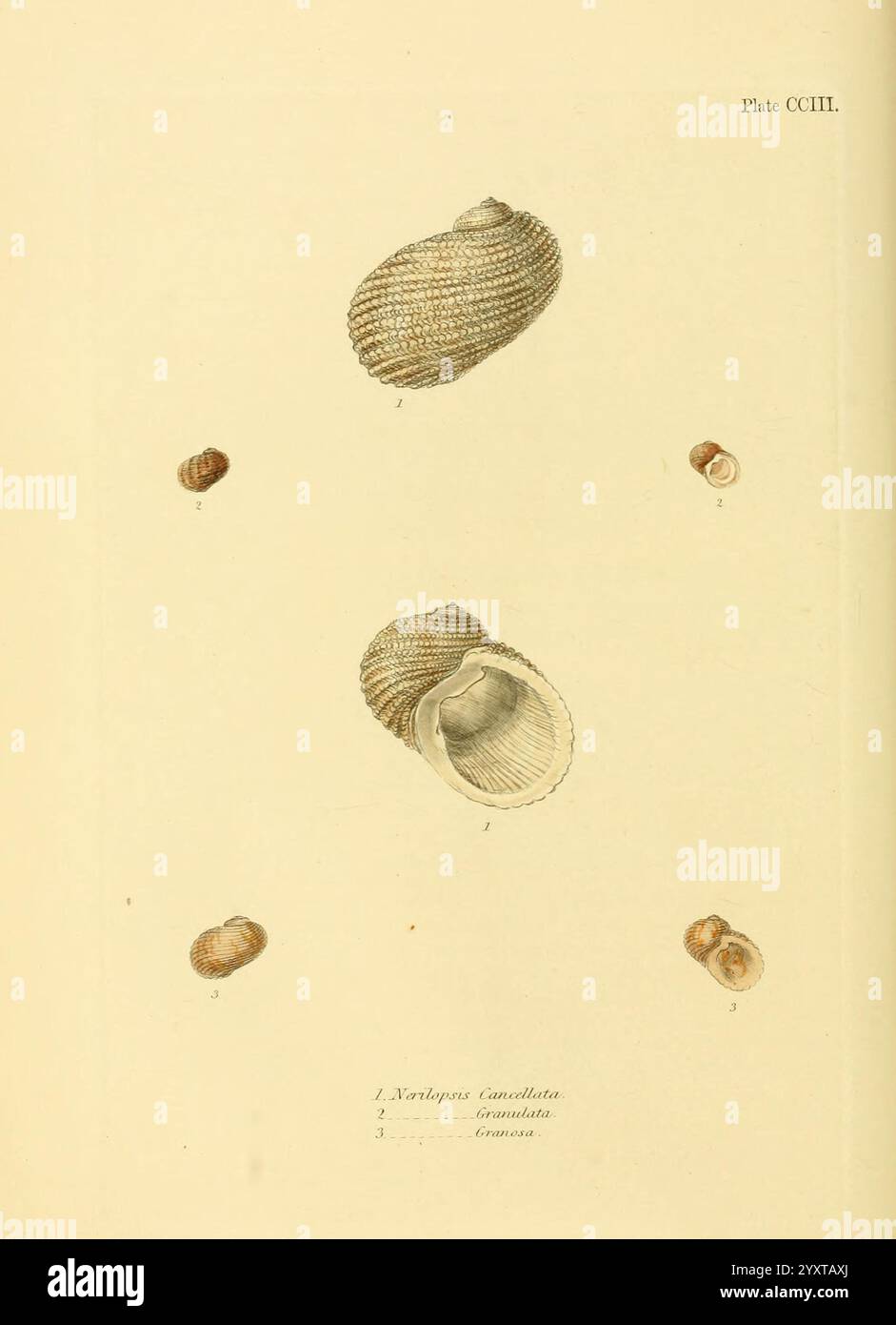 Conchologia systematica, or Complete system of conchology London ...