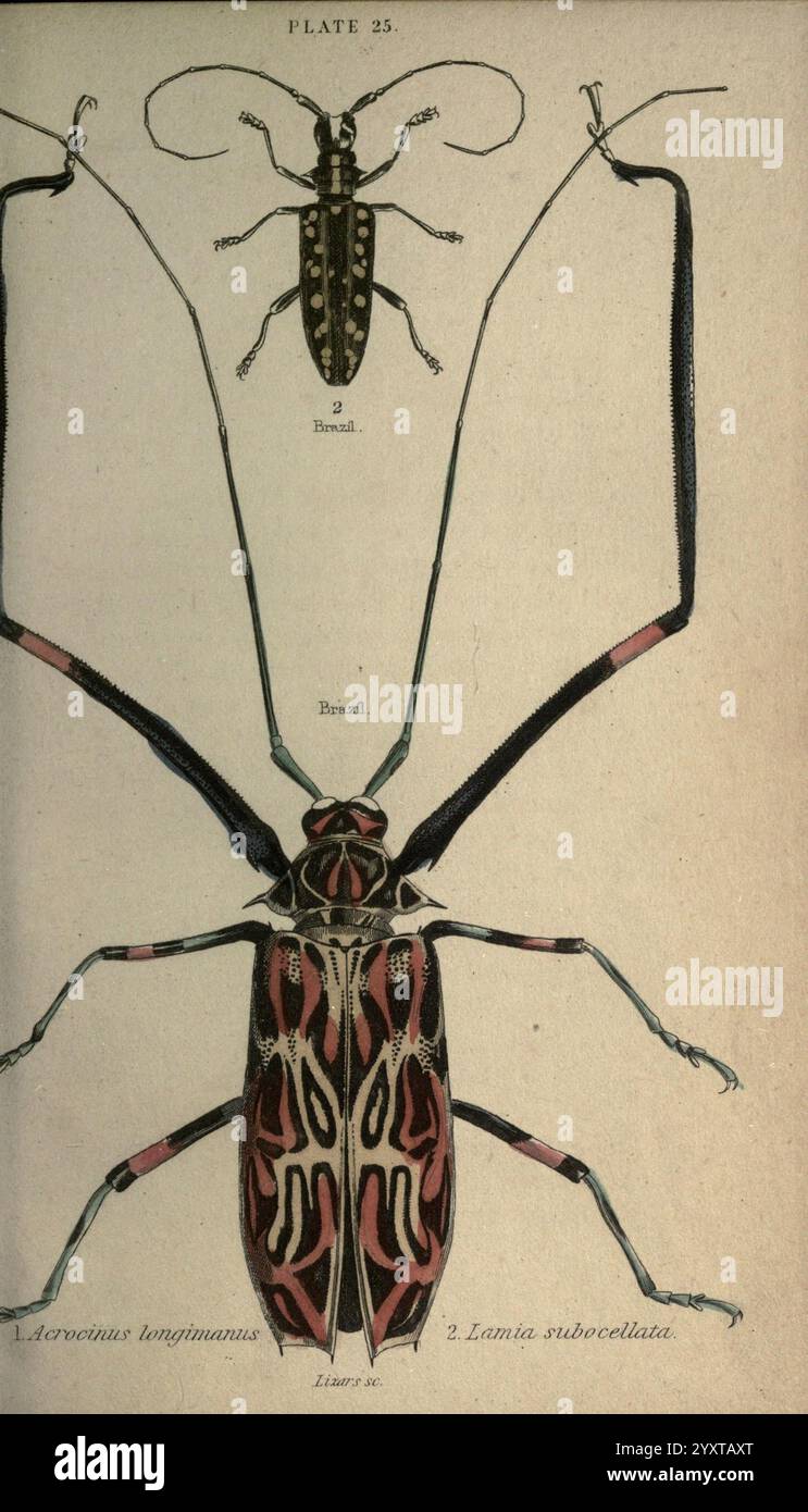 Beetles, 1846, beetles, Ray John, A detailed illustration showcasing ...