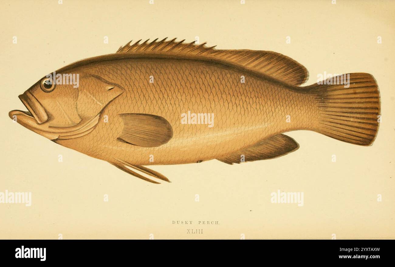 Fishs robust structure hi-res stock photography and images - Alamy