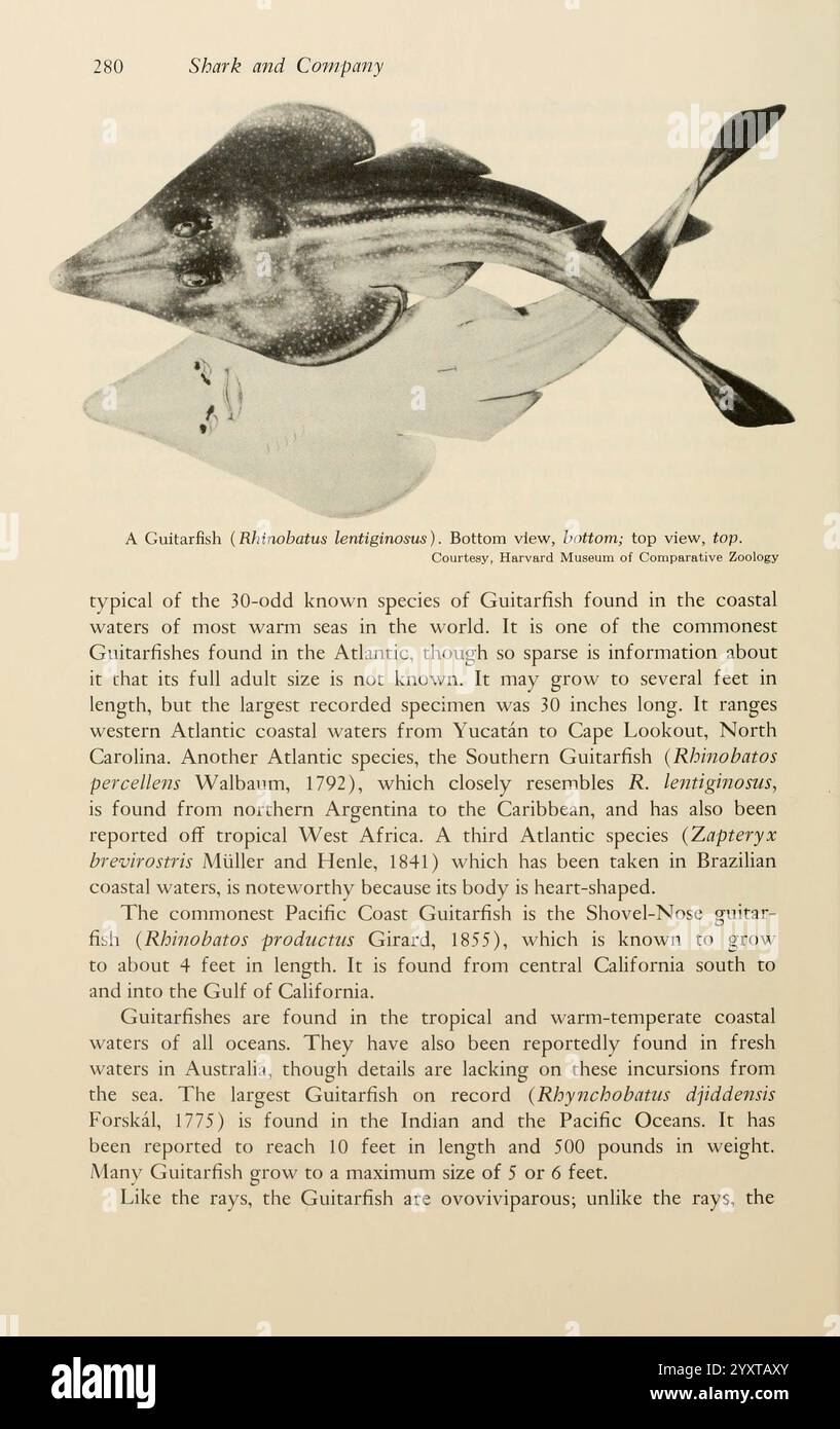 Marine creature shares characteristics hi-res stock photography and ...