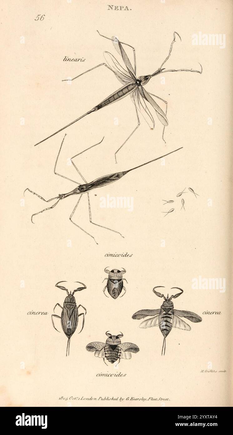Nepa classification hi-res stock photography and images - Alamy