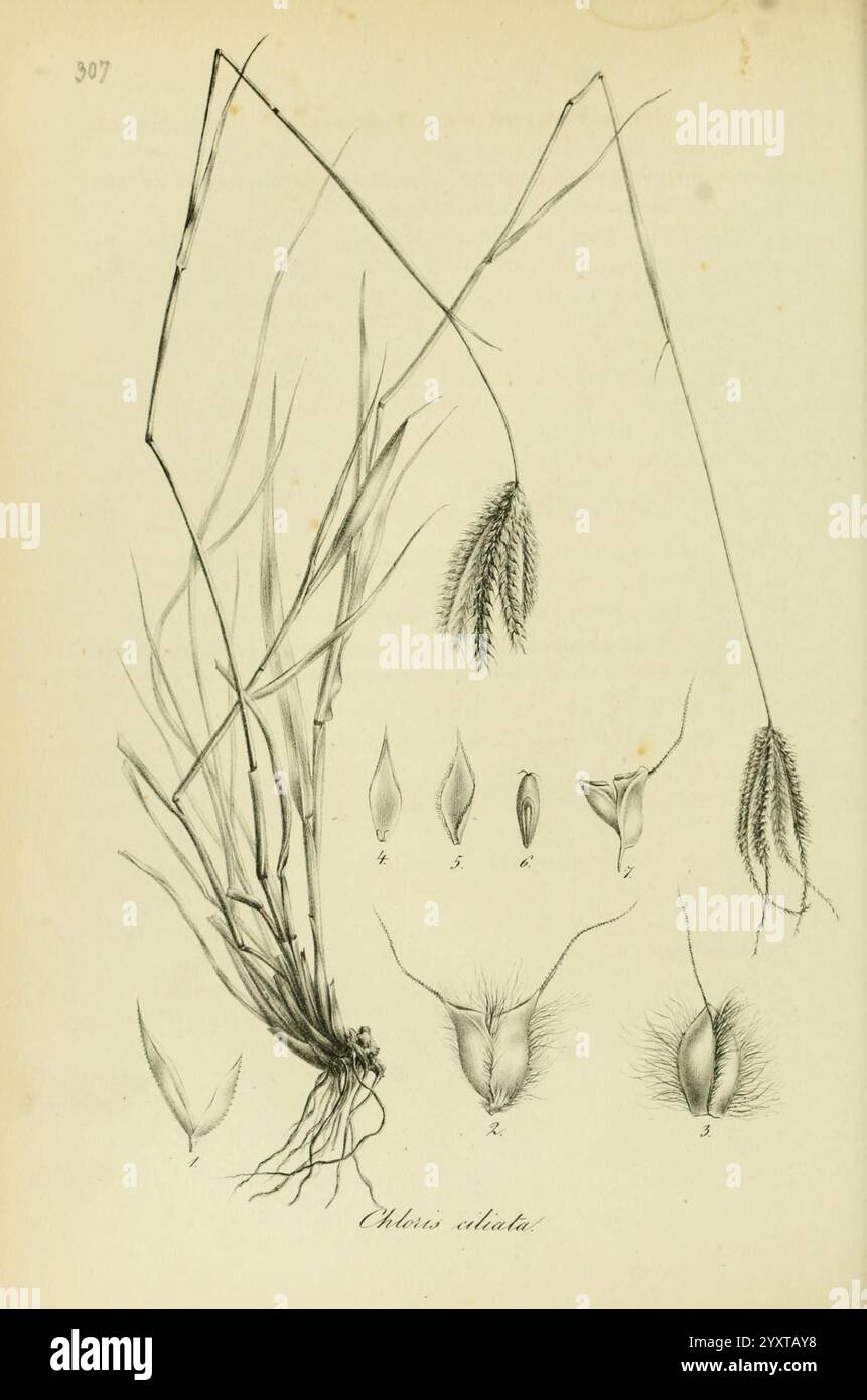 Species, Graminum, Petropoli, Impensis, Academiae, Imperialis ...
