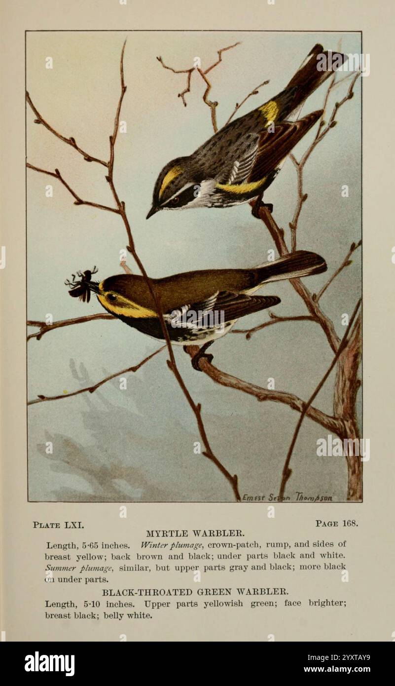 Bird-life, A Guide to the Study of Our Common Birds New York Appleton ...