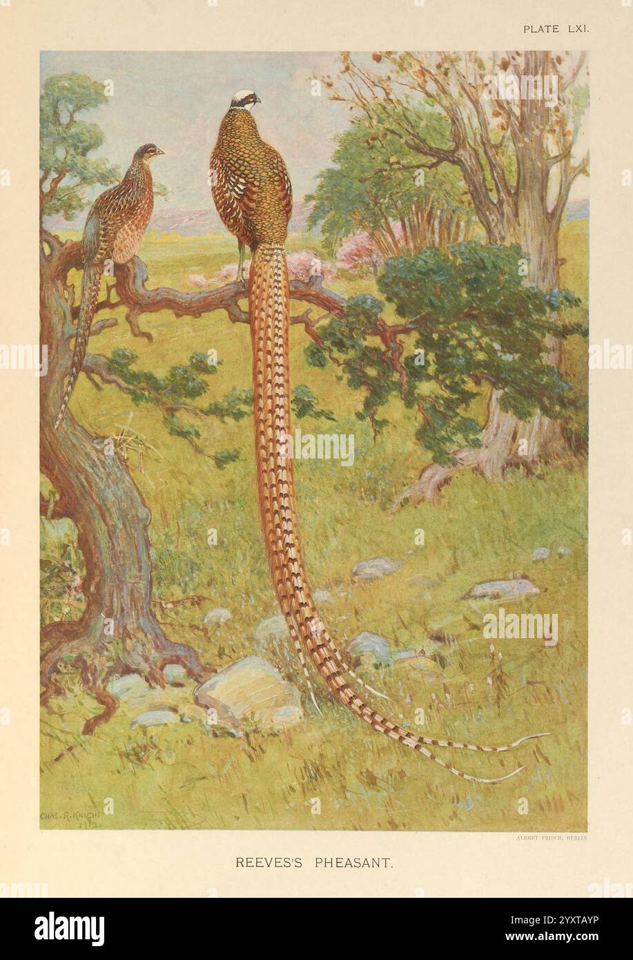 A monograph of the pheasants, London, England, Published under the ...