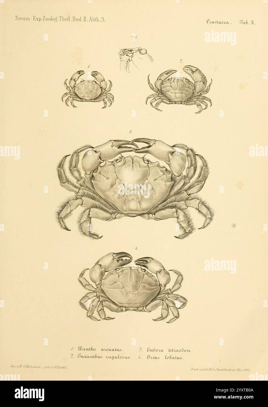 Detailed representation of different species of crabs hi-res stock ...
