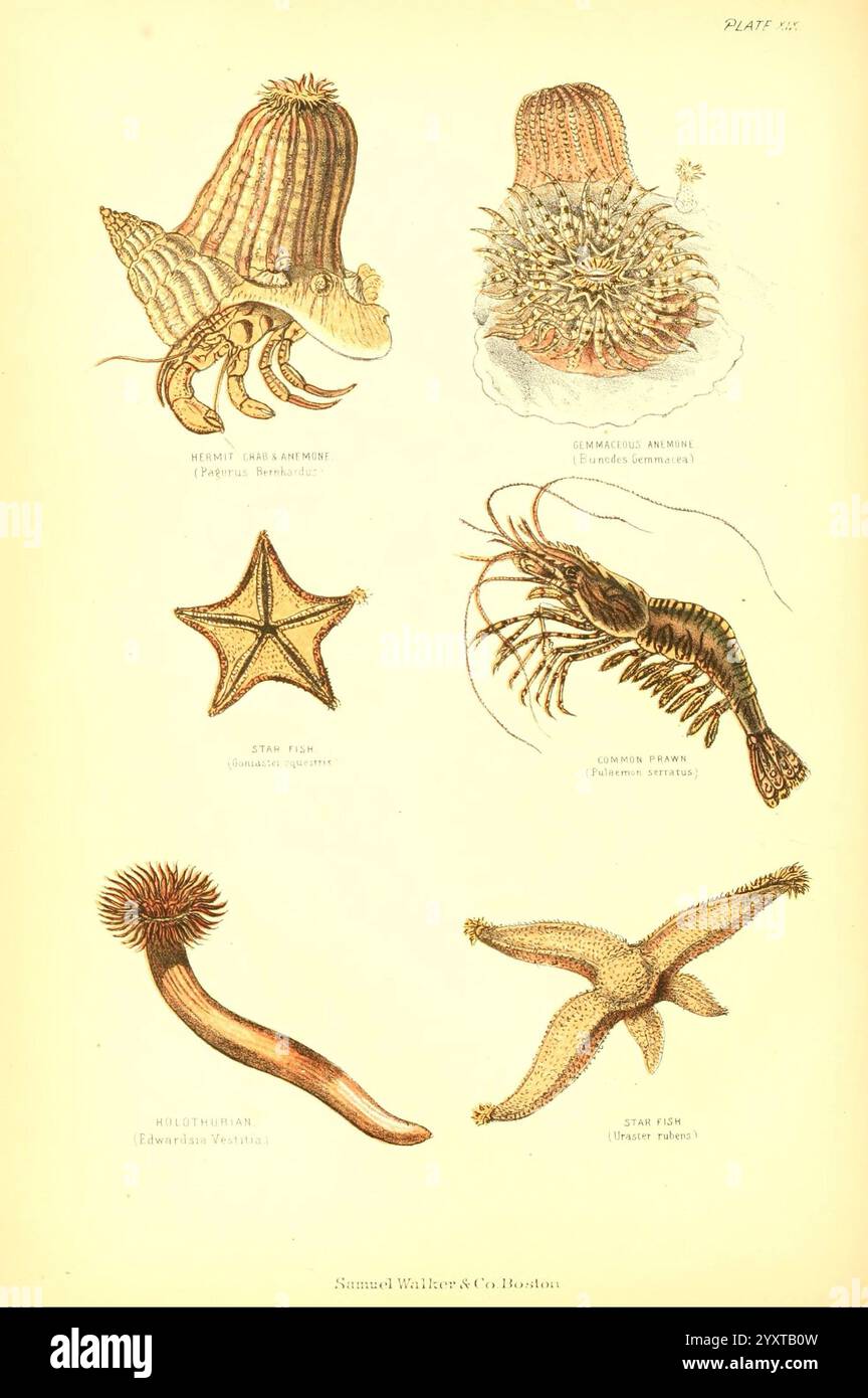 The living world Boston, Samuel Walker & Co,1868-1870, c1868 ...