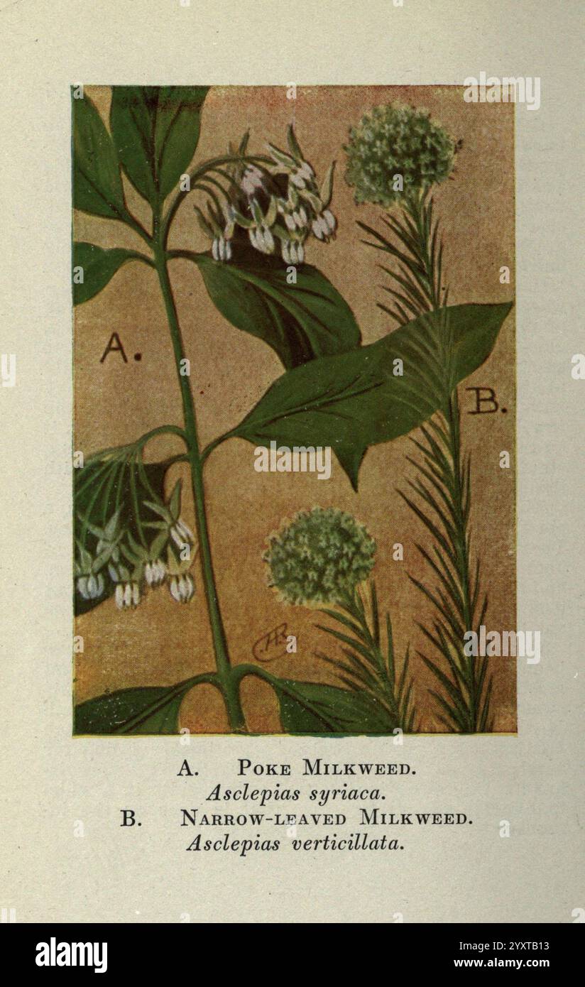 Illustration features two botanical specimens labeled hi-res stock ...