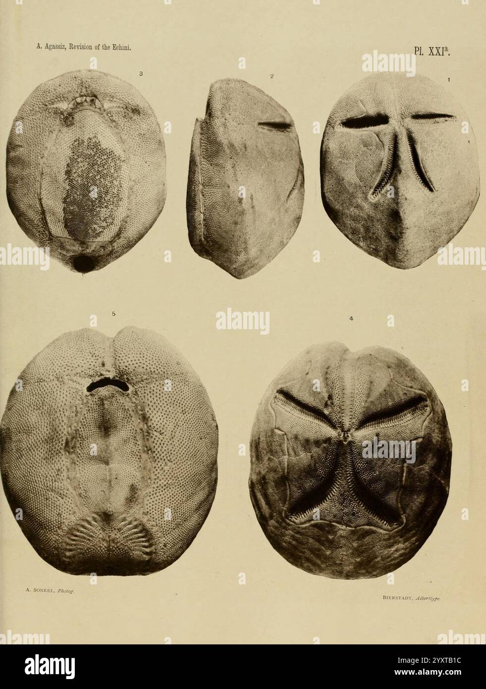 Understanding ancient marine ecosystems hi-res stock photography and ...