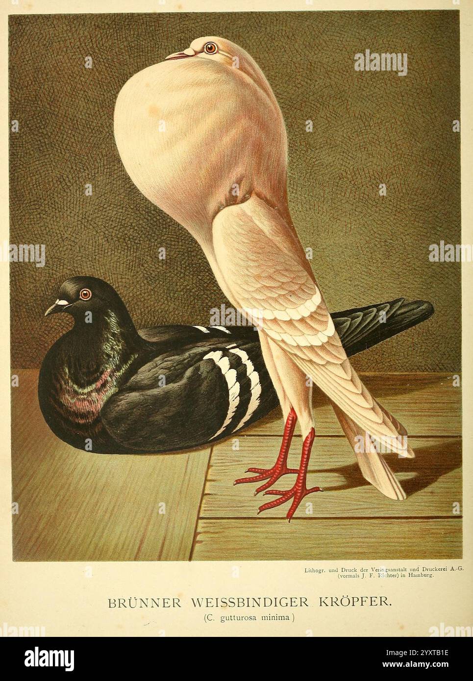 Illustrated, Mustertauben-Buch, Hamburg, Druck und Verlag von J.F ...