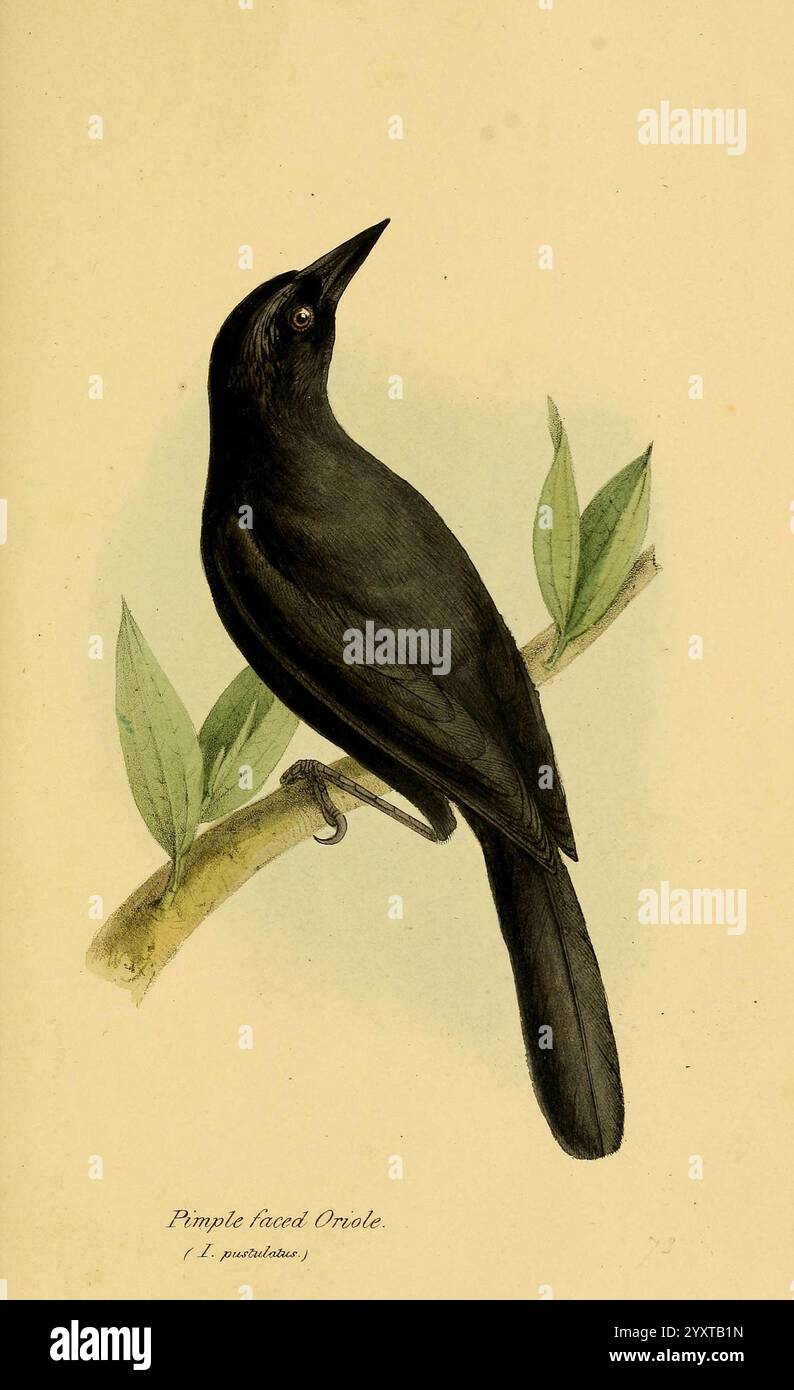 A selection of the birds of Brazil and Mexico, the drawings 1841, birds ...