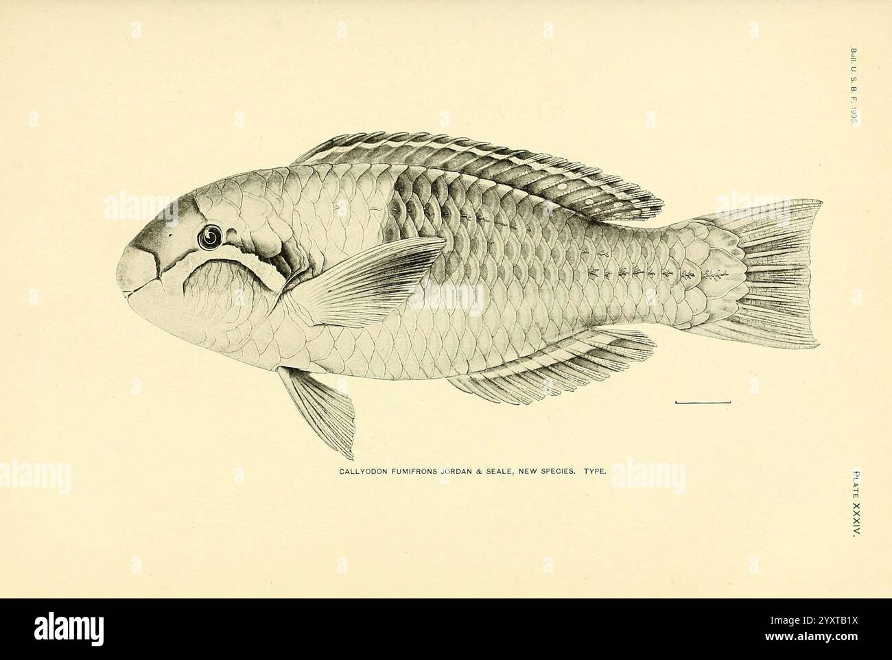 Fishs distinct anatomical features hi-res stock photography and images ...