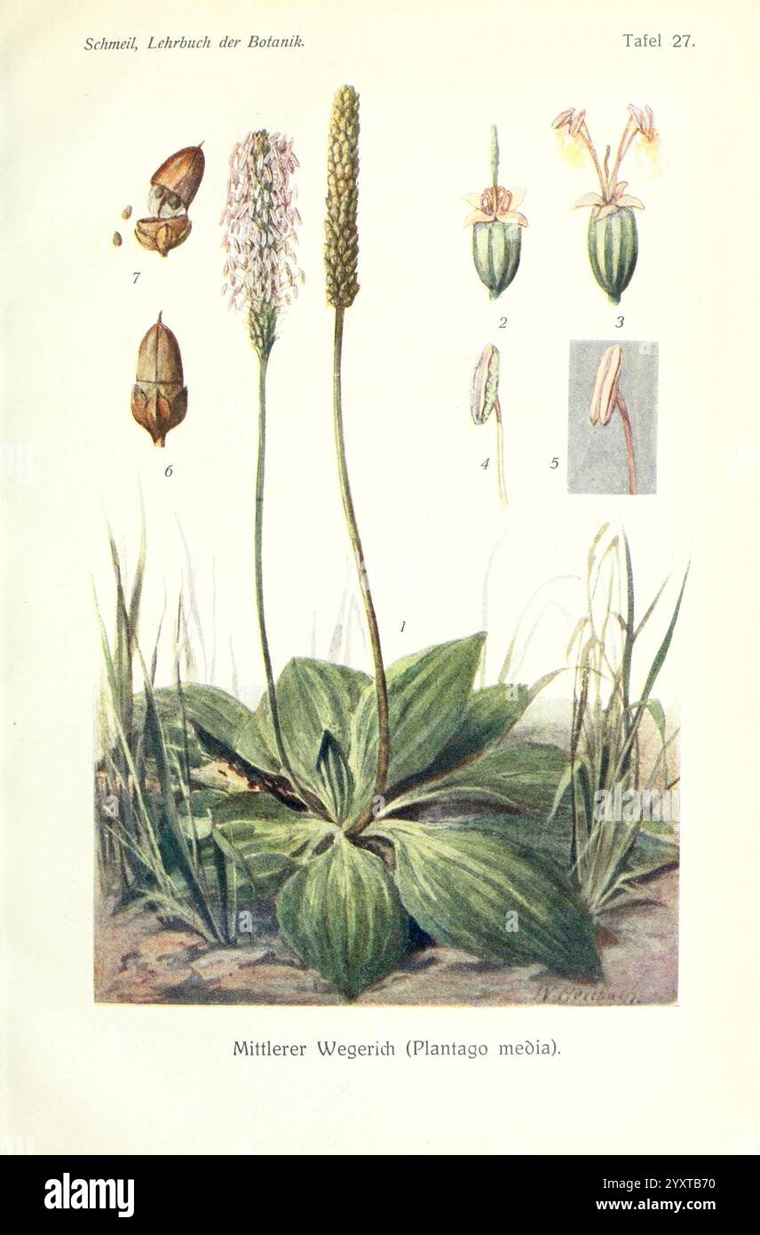 Lehrbuch der Botanik, Leipzig, Quelle & Meyer, 1911, botany, This ...