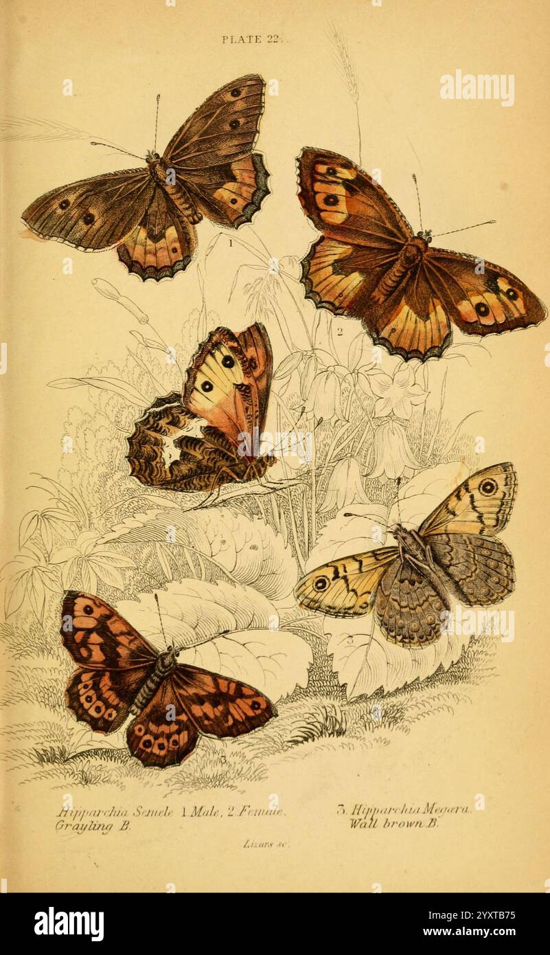 Captivating floral species hi-res stock photography and images - Alamy