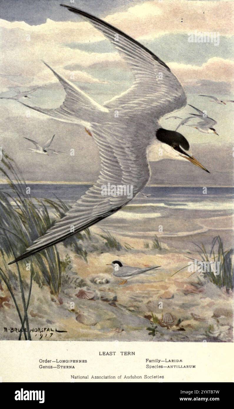 Tranquil beach scene showcasing gentle hi-res stock photography and ...