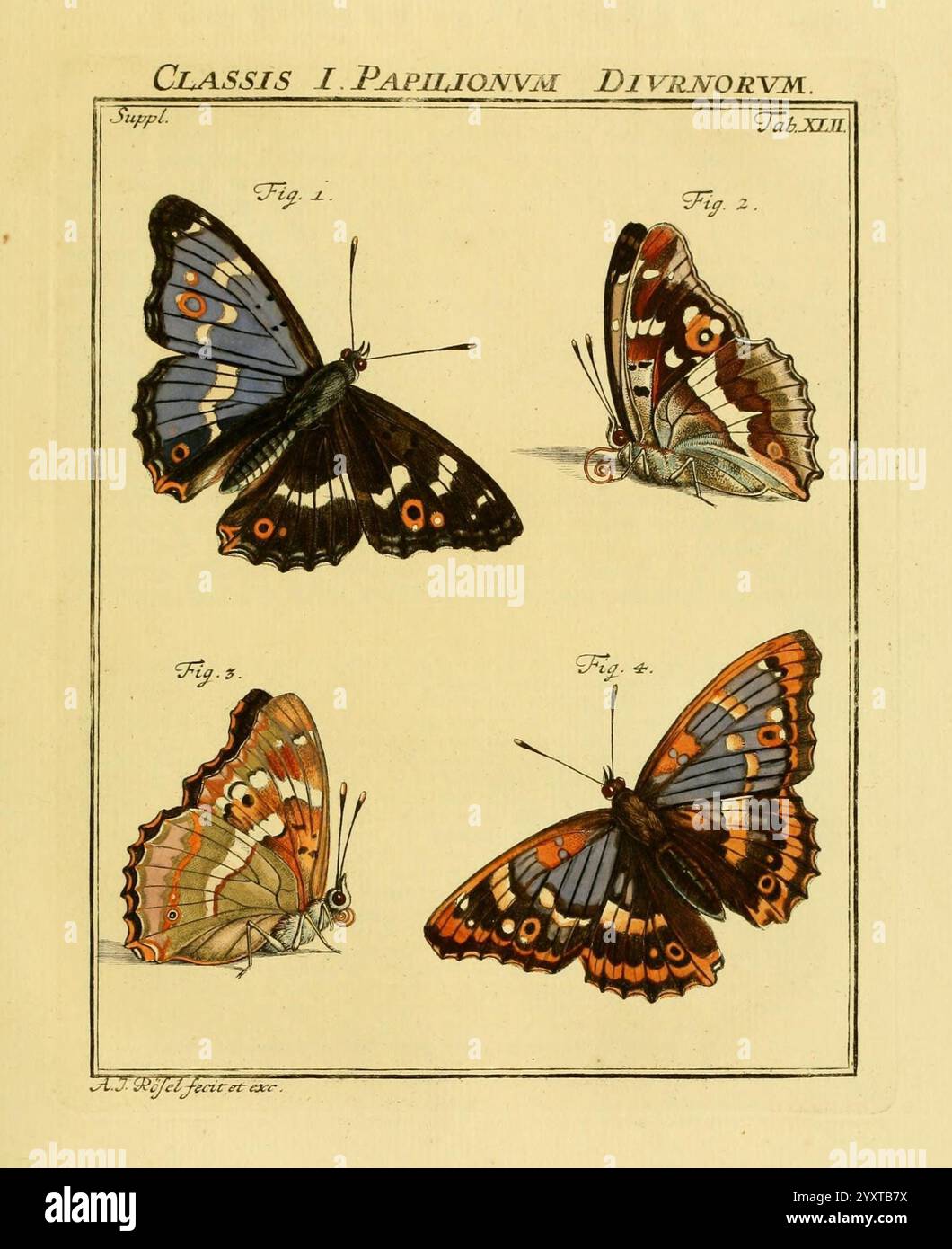 De natuurlyke historie der insecten, Te Haarlem, By C. H. Bohn en H. de ...