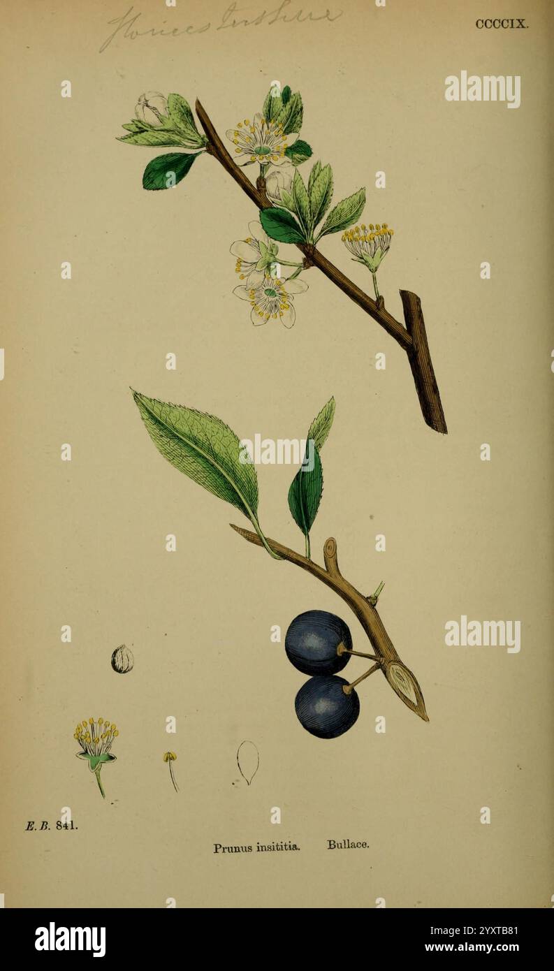 English, botany, or Coloured Figures of British Plants, London, R ...