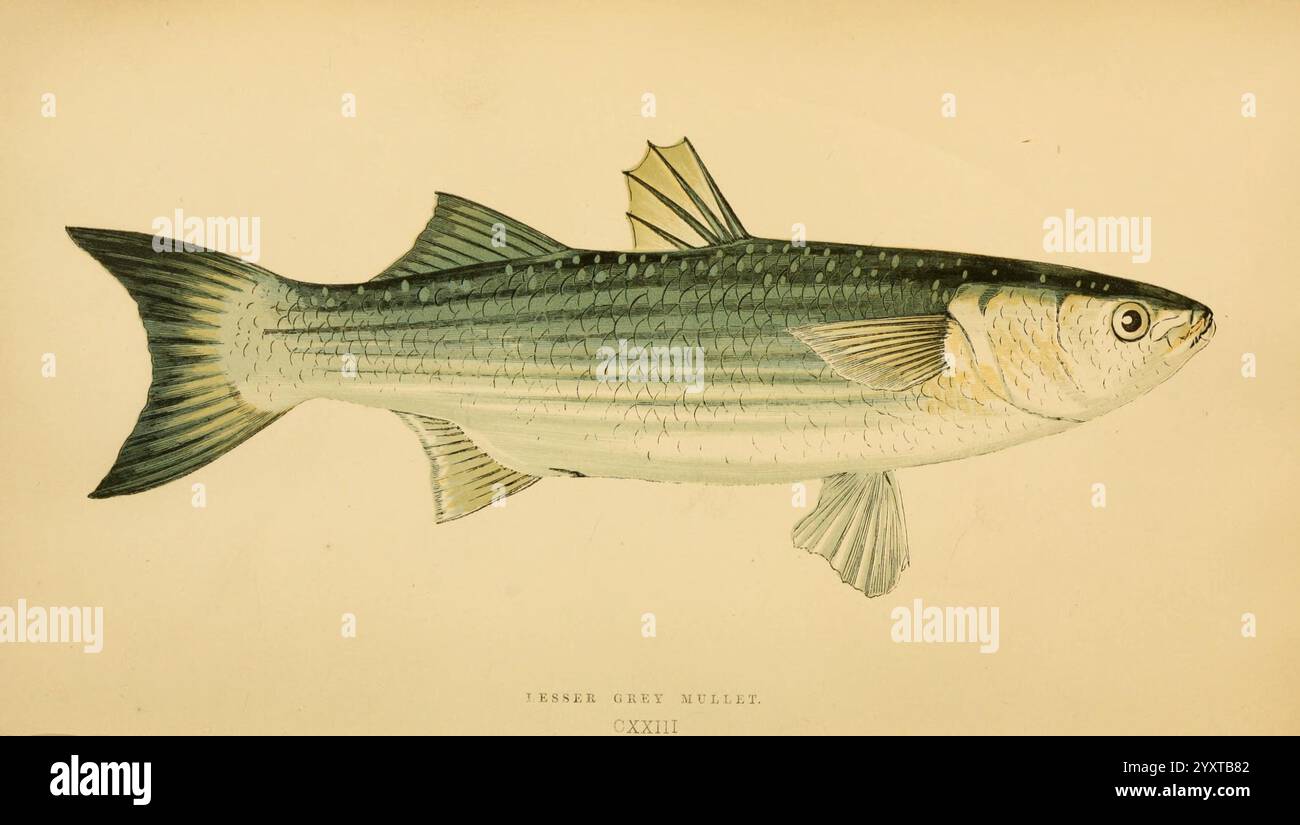 Coloration exhibits hi-res stock photography and images - Alamy