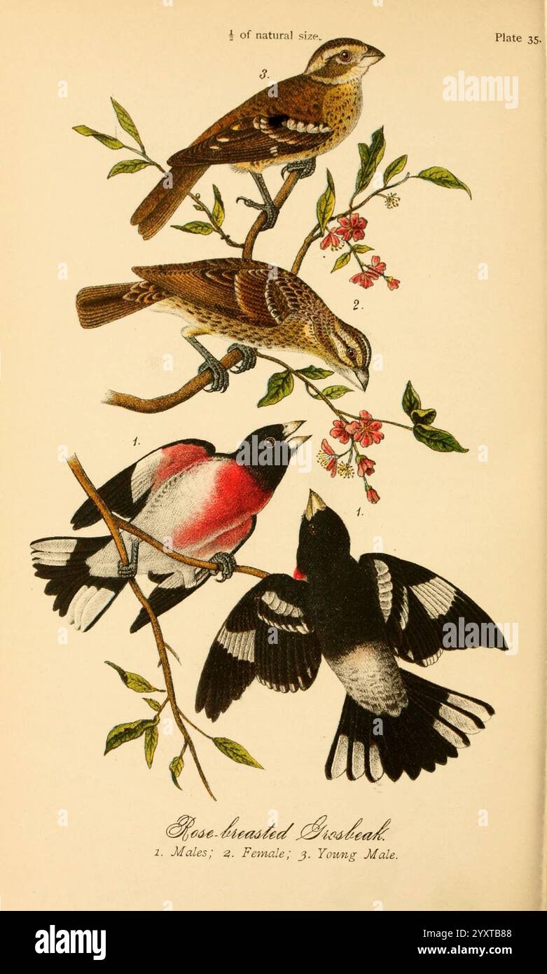 Third bird labeled hi-res stock photography and images - Alamy