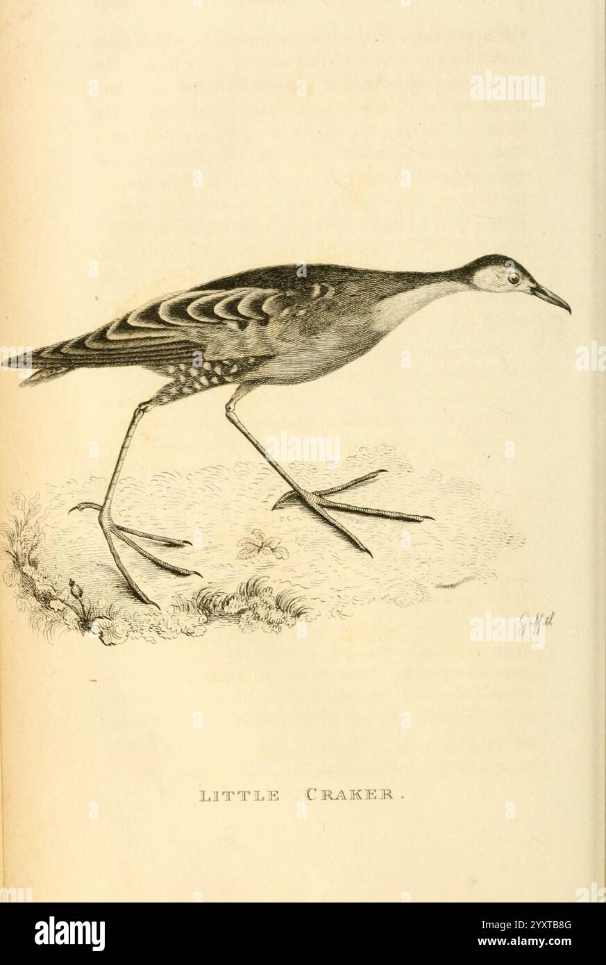 Little craker hi-res stock photography and images - Alamy