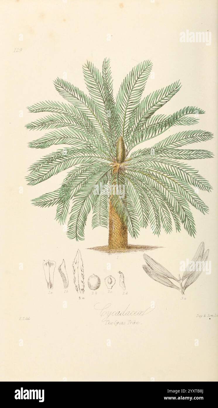 Cycad specimen hi-res stock photography and images - Alamy