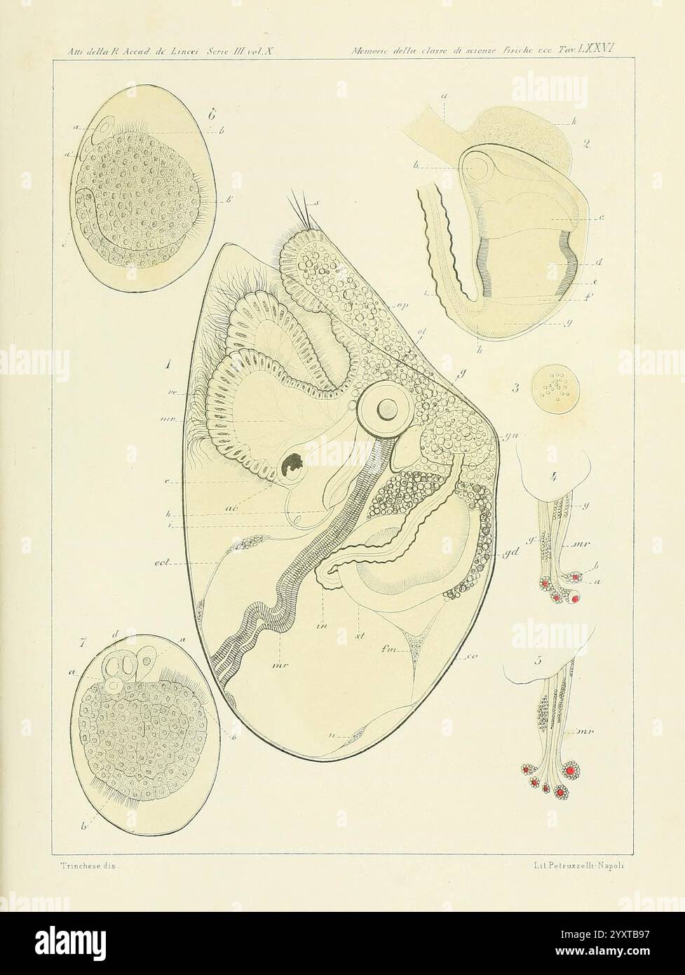 Æolididae, families, Port of Genova, Bologna, Tipi Gamberini e ...